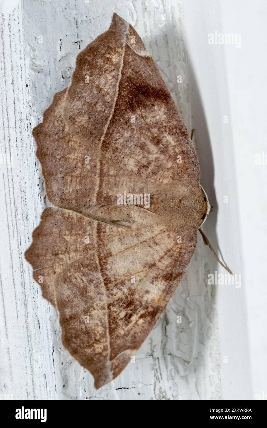 Curved-toothed Geometer Moth (Eutrapela clemataria) Insecta Stock Photo ...