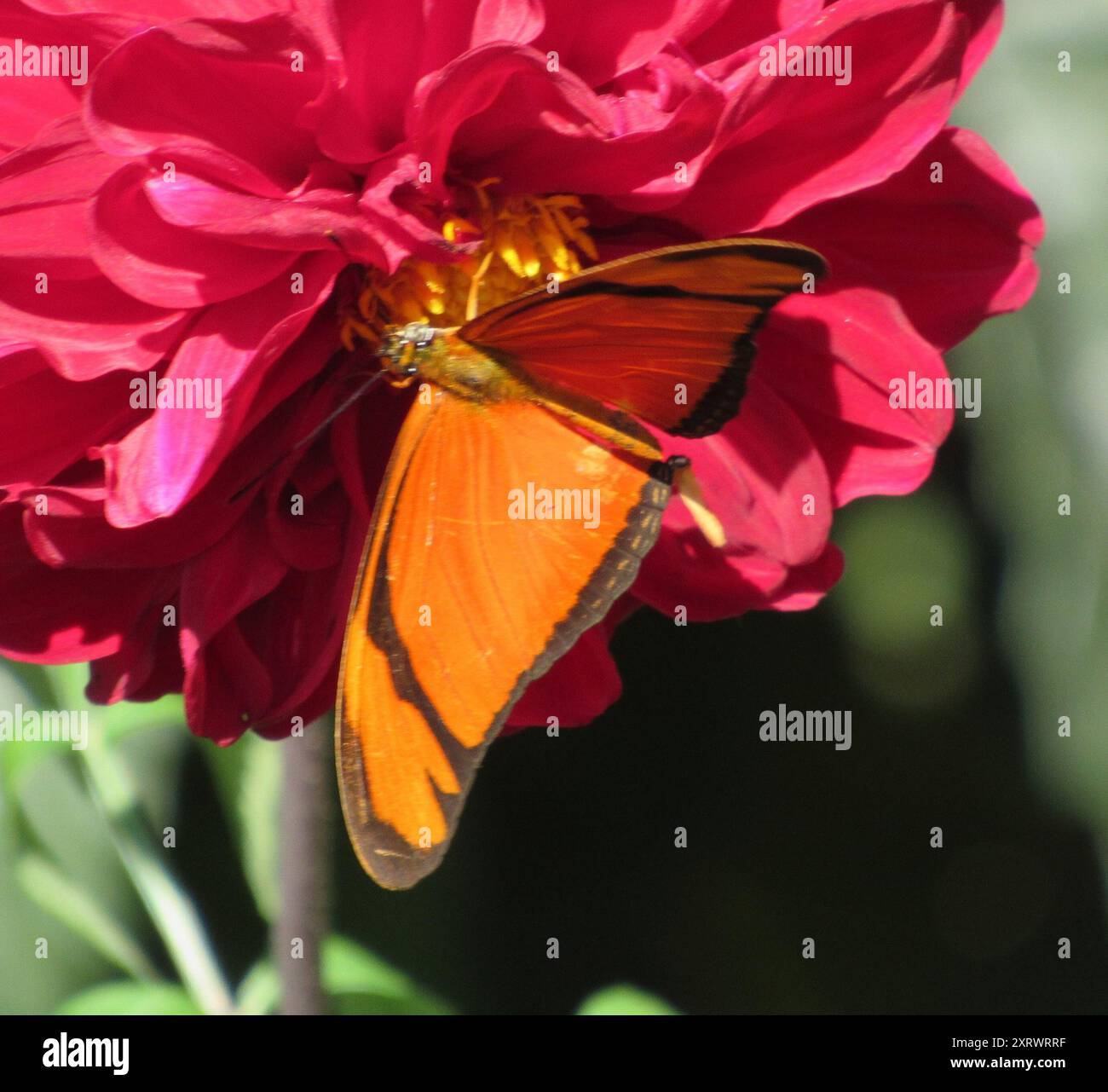 Julia Heliconian (Dryas iulia) Insecta Stock Photo - Alamy