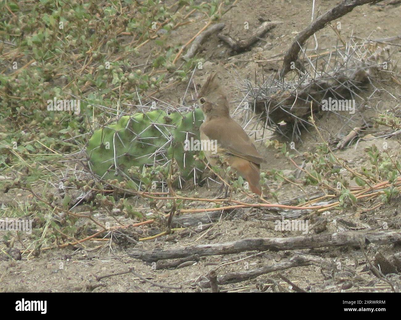 Crested Hornero (Furnarius cristatus) Aves Stock Photo - Alamy
