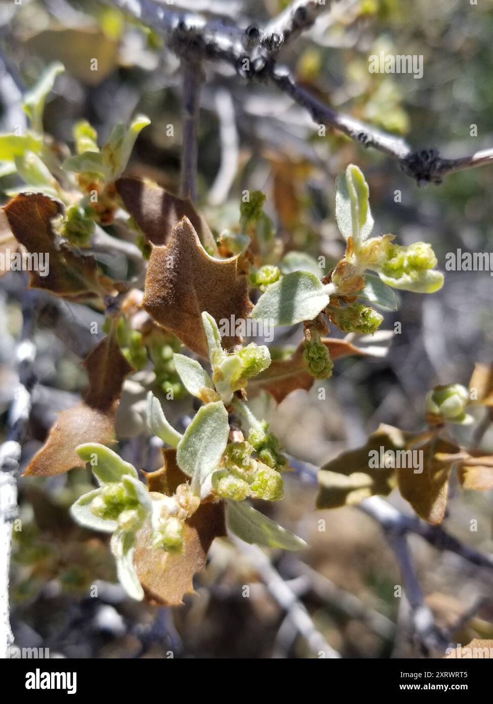 Muller's oak (Quercus cornelius-mulleri) Plantae Stock Photo - Alamy