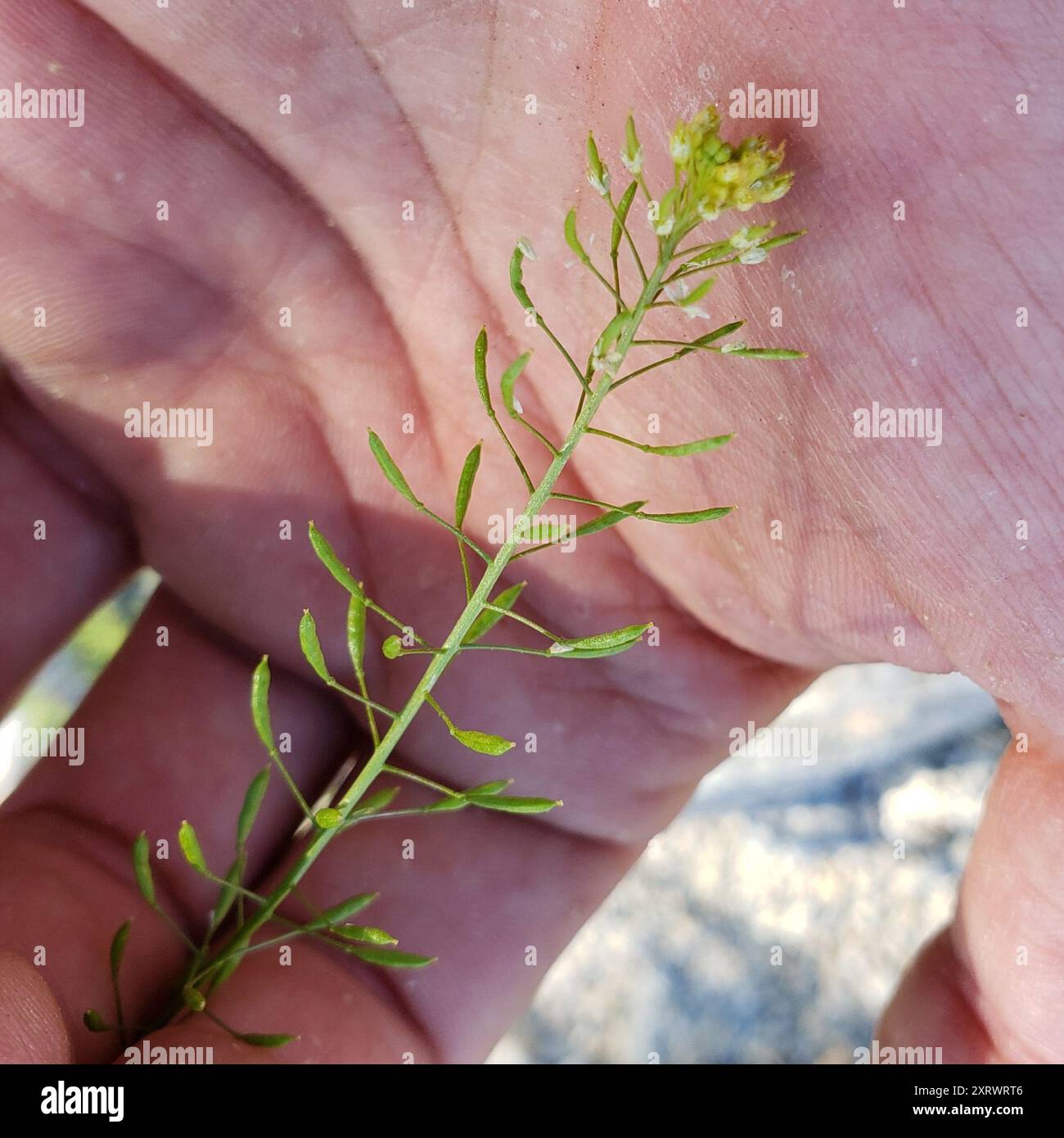 Western Tansymustard (Descurainia pinnata) Plantae Stock Photo - Alamy