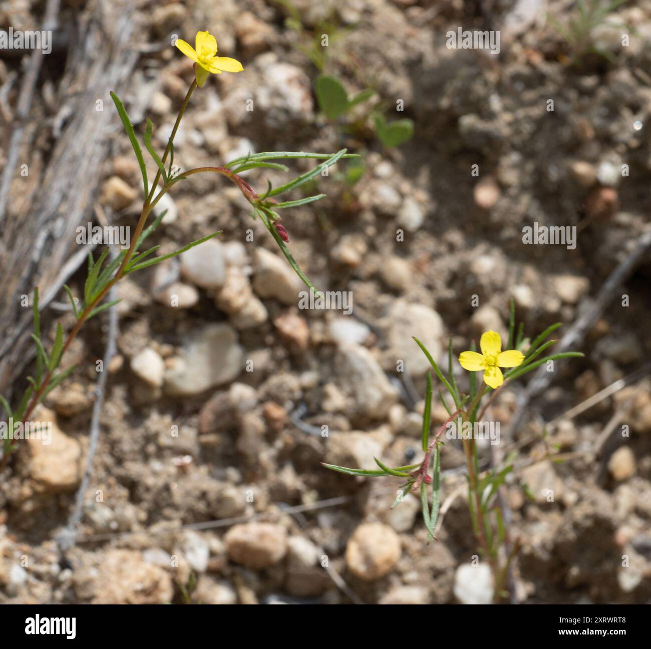 evening primrose family (Onagraceae) Plantae Stock Photo - Alamy