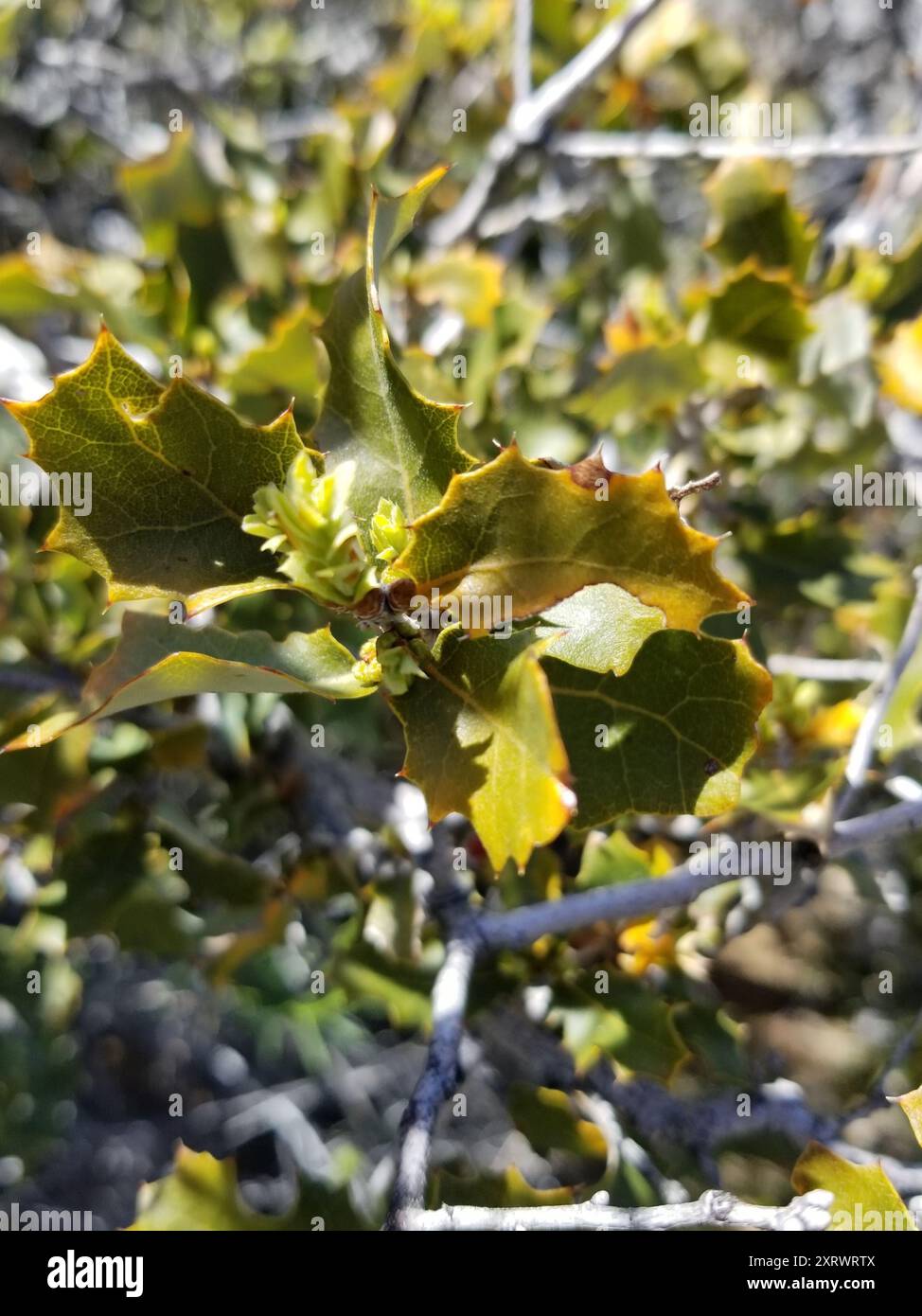 Muller's oak (Quercus cornelius-mulleri) Plantae Stock Photo - Alamy