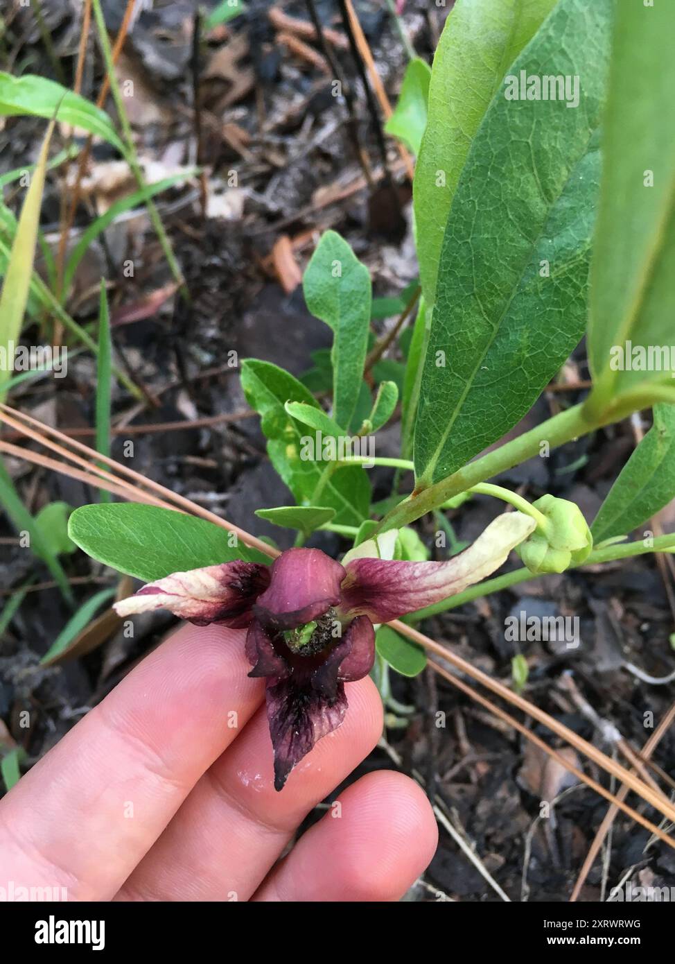 Gopher-berry (Asimina pygmea) Plantae Stock Photo - Alamy