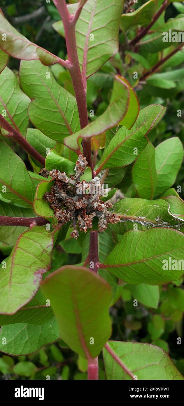 lemonade berry (Rhus integrifolia) Plantae Stock Photo - Alamy