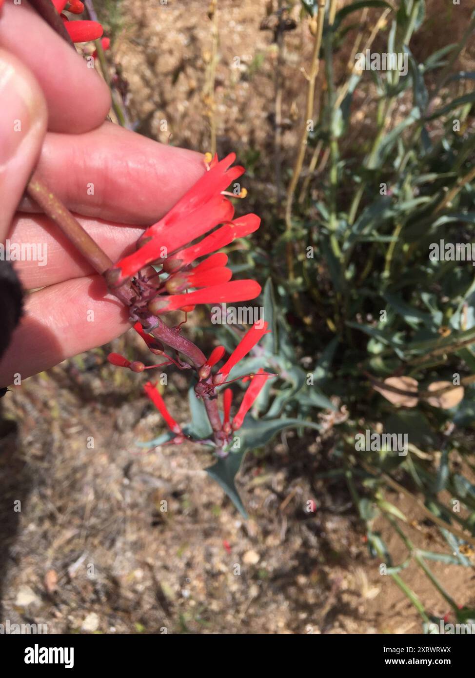 scarlet bugler (Penstemon centranthifolius) Plantae Stock Photo - Alamy