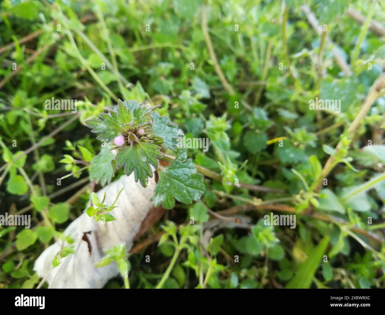 cutleaf deadnettle (Lamium hybridum) Plantae Stock Photo - Alamy