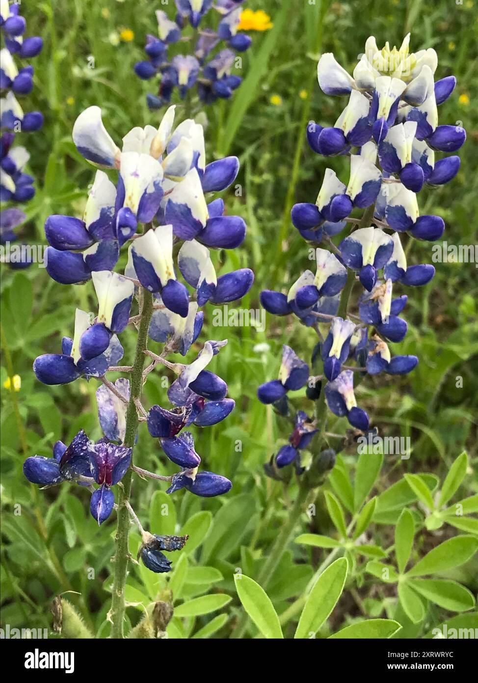 Texas bluebonnet (Lupinus texensis) Plantae Stock Photo - Alamy