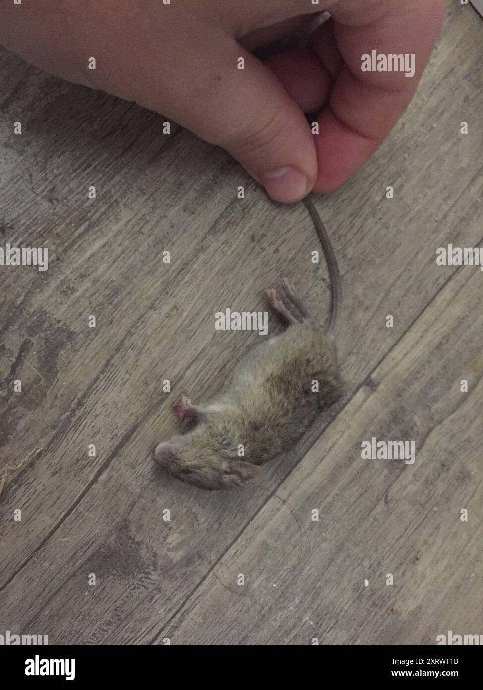 House Mouse (Mus musculus) Mammalia Stock Photo - Alamy