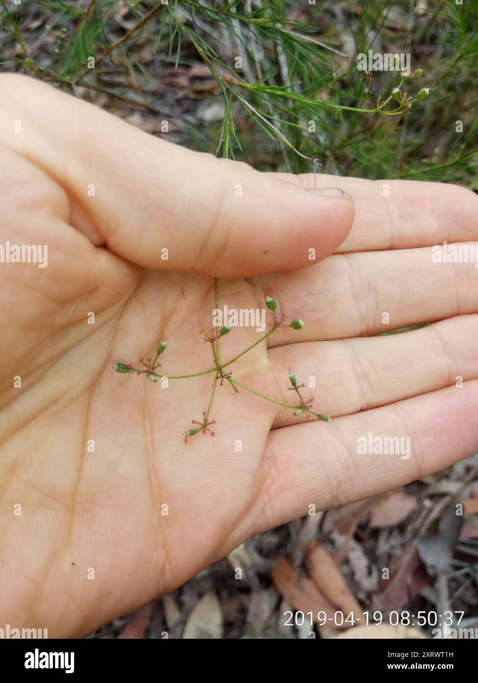 Carrot Tops (Platysace linearifolia) Plantae Stock Photo - Alamy