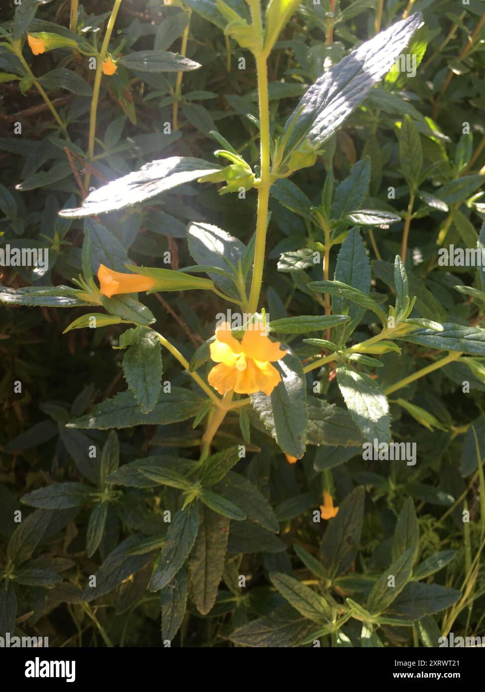 orange bush monkeyflower (Diplacus aurantiacus) Plantae Stock Photo - Alamy