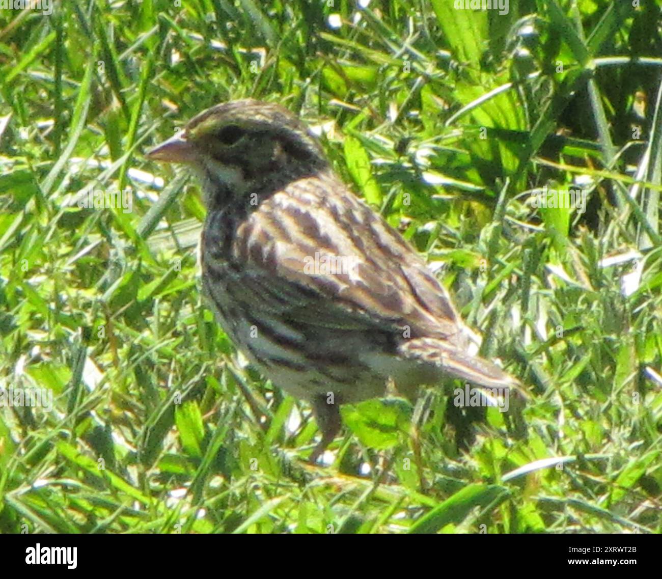 Savannah Sparrow (Passerculus sandwichensis) Aves Stock Photo - Alamy