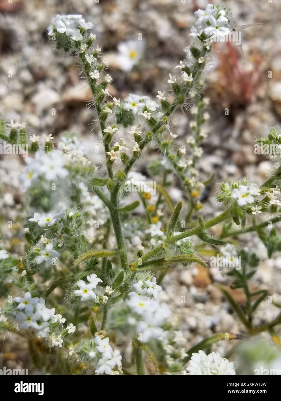 Clearwater cryptantha (Cryptantha intermedia) Plantae Stock Photo - Alamy