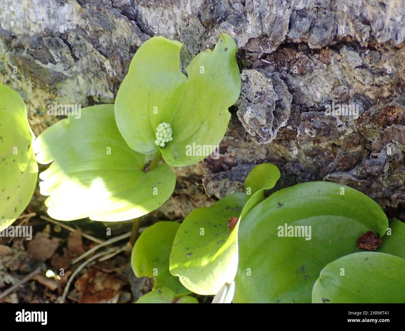 Canada mayflower (Maianthemum canadense) Plantae Stock Photo - Alamy