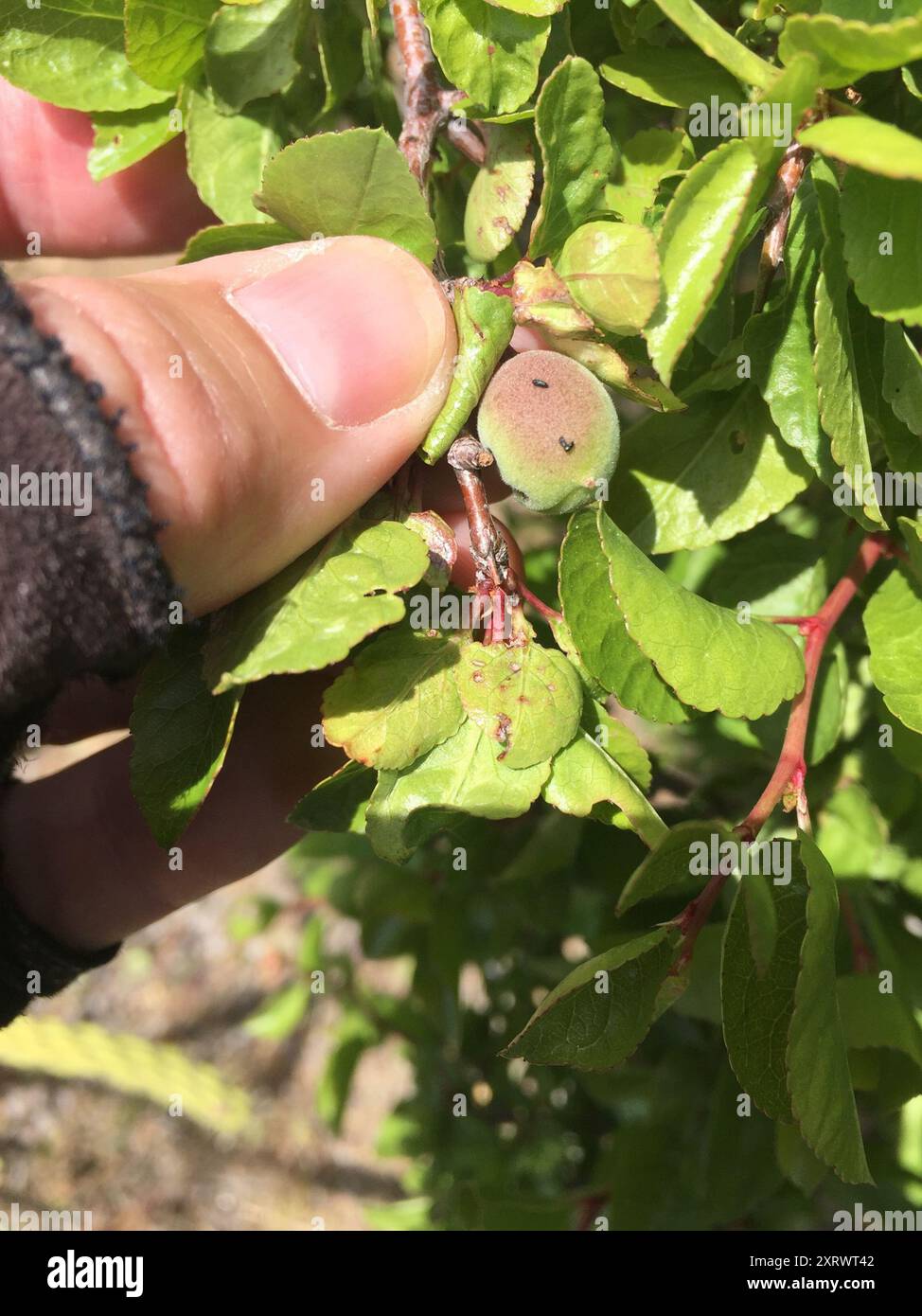 Desert Apricot (Prunus fremontii) Plantae Stock Photo - Alamy