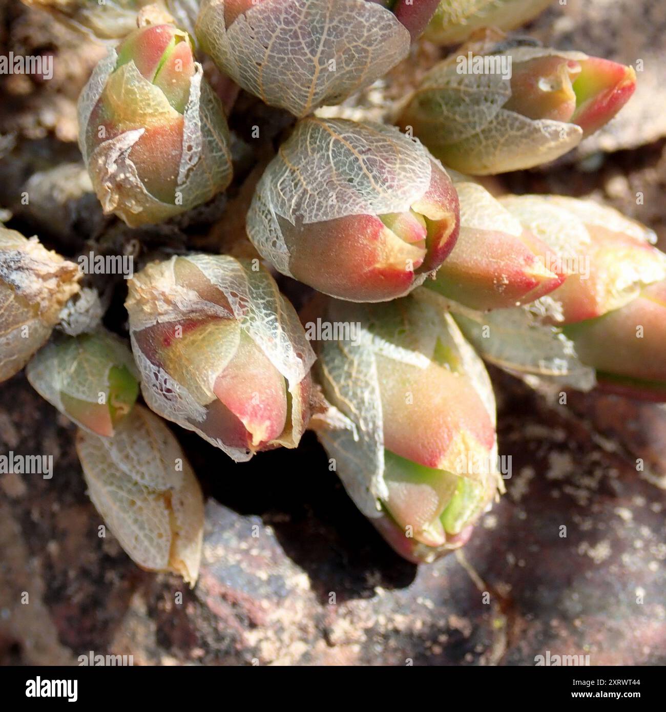Namaqua Skeletonfig (Mesembryanthemum tortuosum) Plantae Stock Photo ...