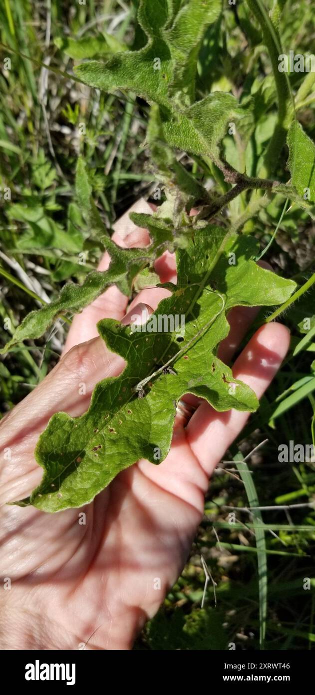 western horsenettle (Solanum dimidiatum) Plantae Stock Photo - Alamy