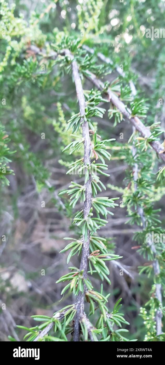 chamise (Adenostoma fasciculatum) Plantae Stock Photo - Alamy