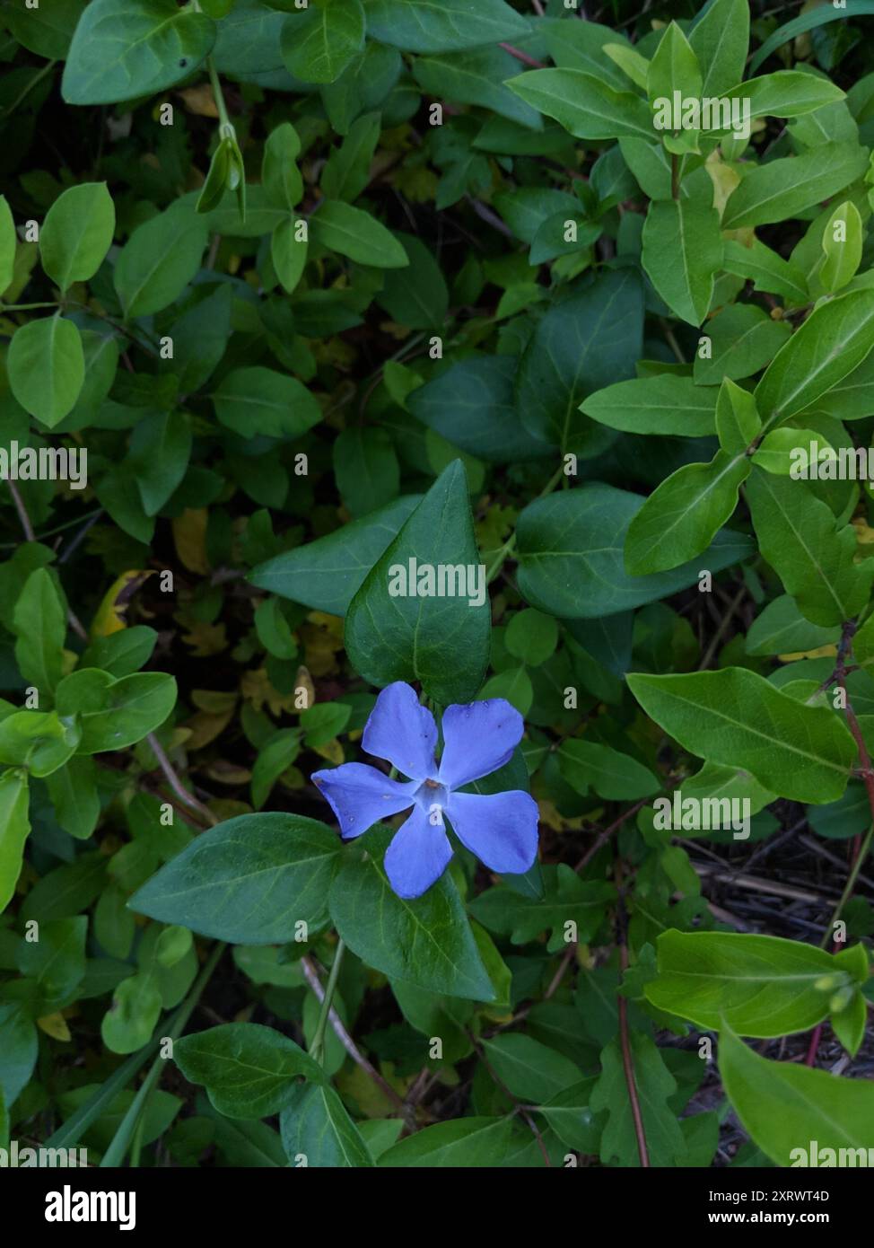 greater periwinkle (Vinca major) Plantae Stock Photo - Alamy