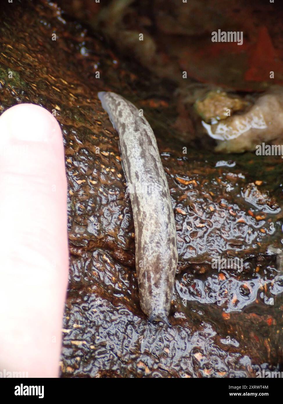 Changeable Mantleslug (Megapallifera mutabilis) Mollusca Stock Photo ...