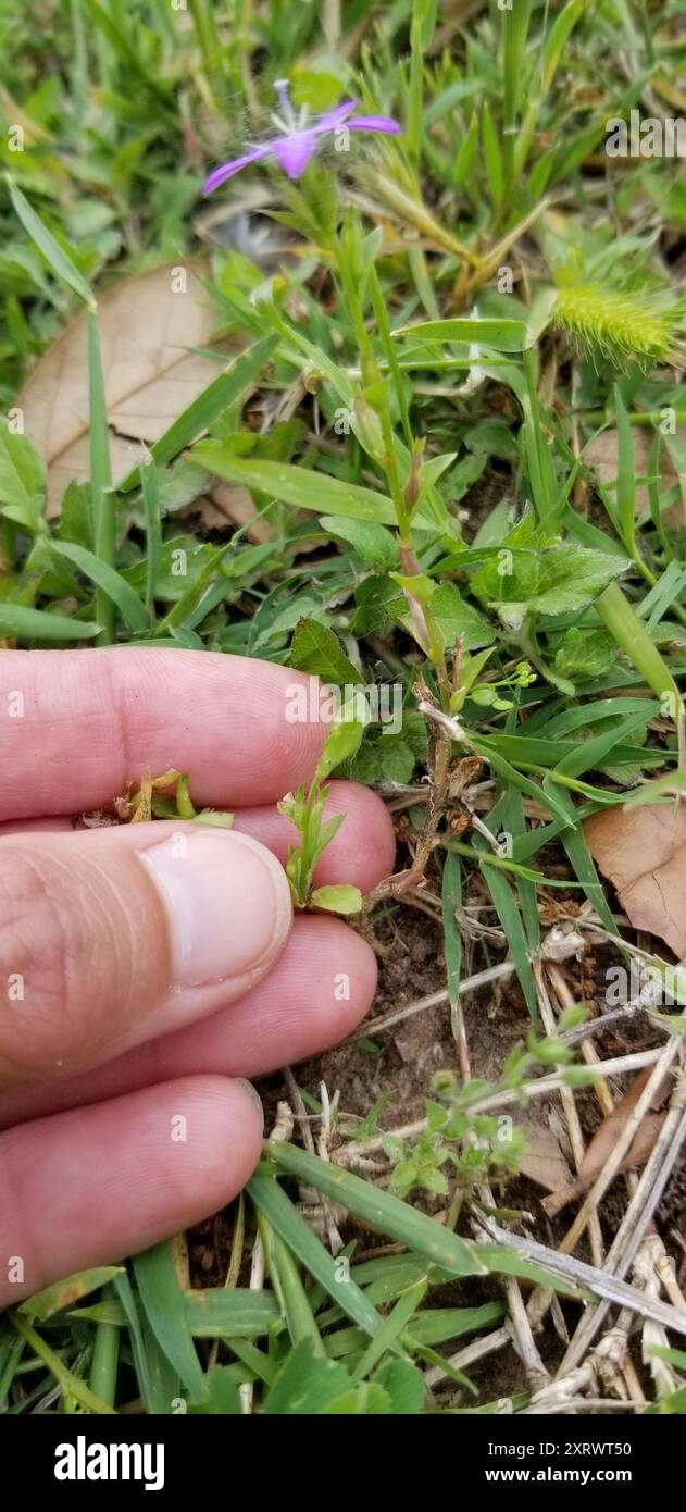 Venus's looking-glass (Triodanis biflora) Plantae Stock Photo - Alamy