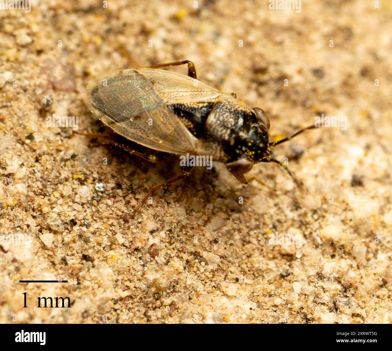 Geocoris hi-res stock photography and images - Alamy