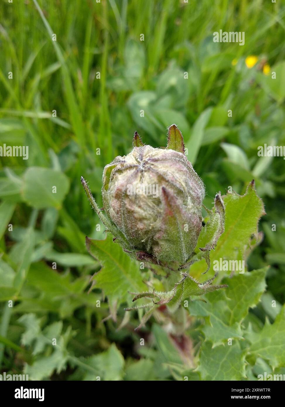 Beaked Hawksbeard (Crepis vesicaria) Plantae Stock Photo - Alamy