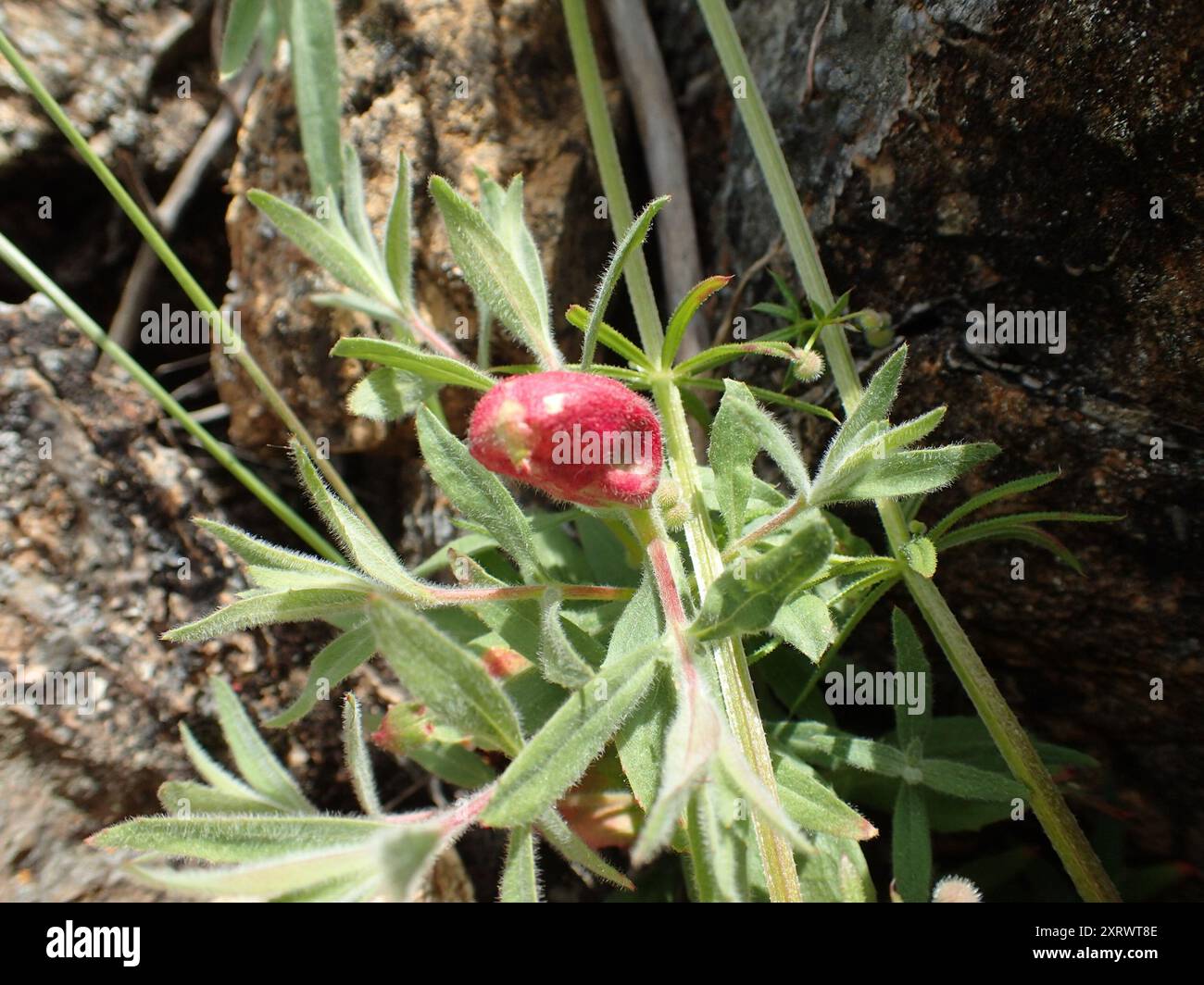 California fuchsia gall midge (Contarinia zauschneriae) Insecta Stock ...