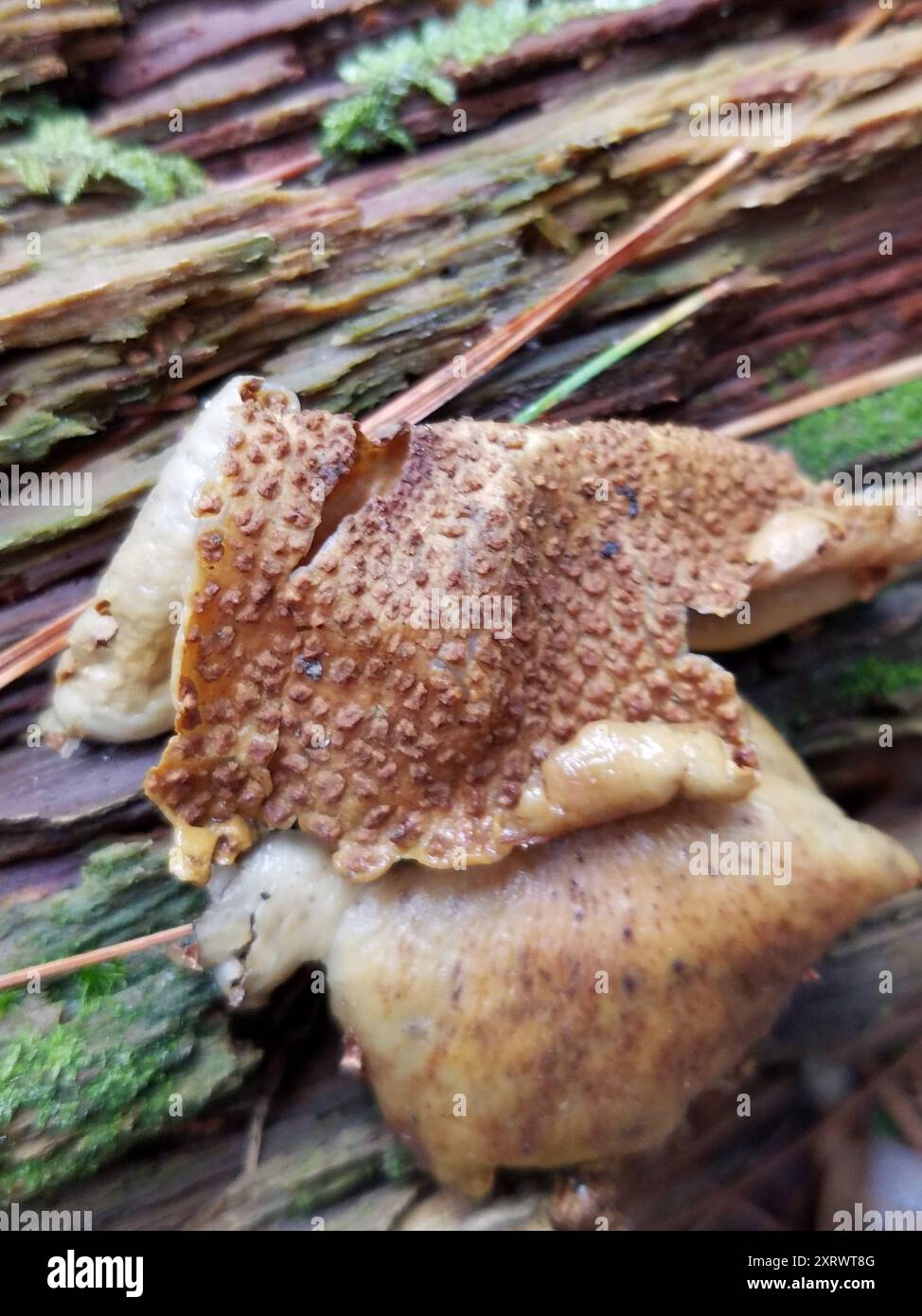mushrooms, bracket fungi, puffballs, and allies (Agaricomycetes) Fungi ...
