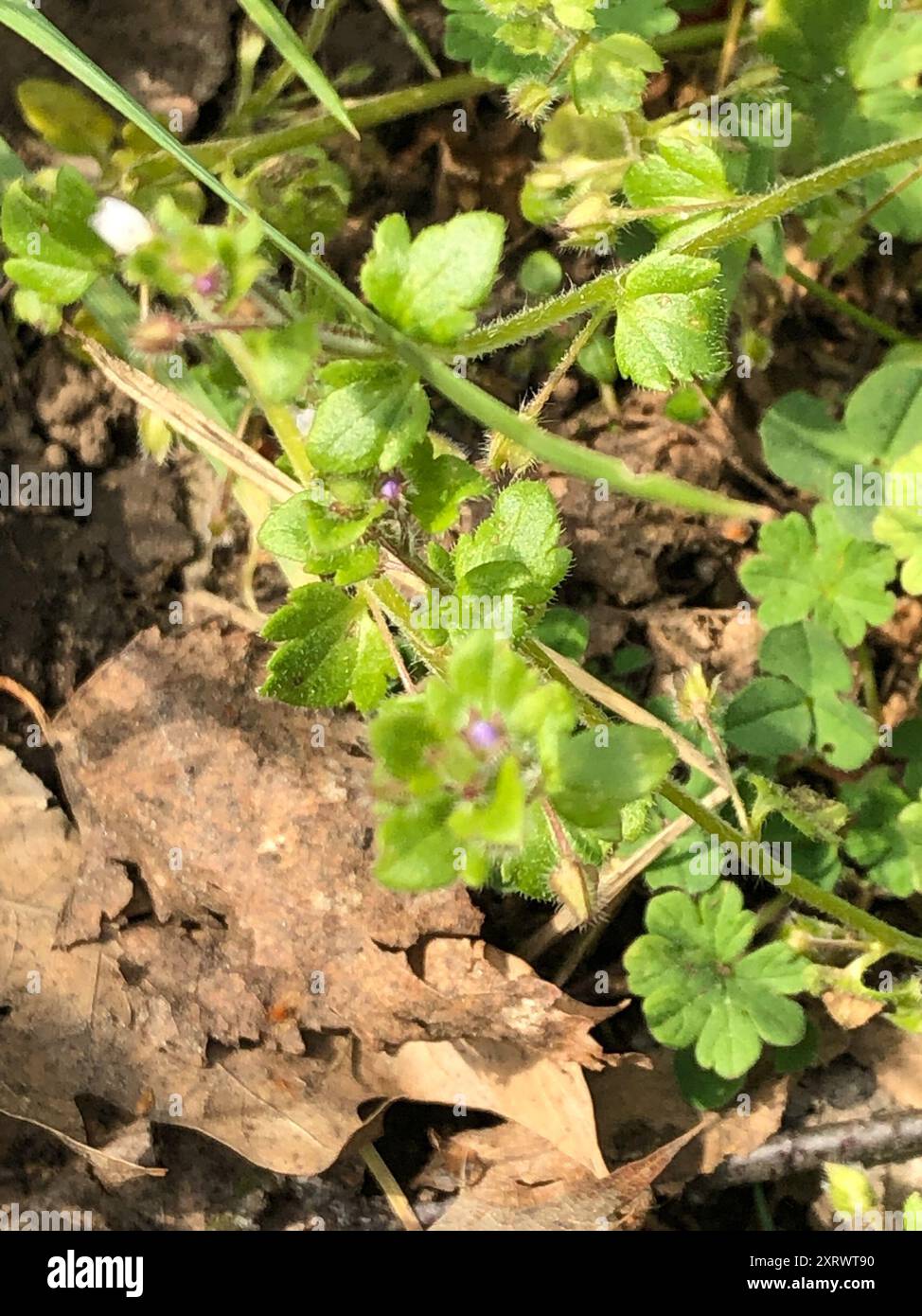 Pink Ivy-leaved Speedwell (Veronica sublobata) Plantae Stock Photo - Alamy