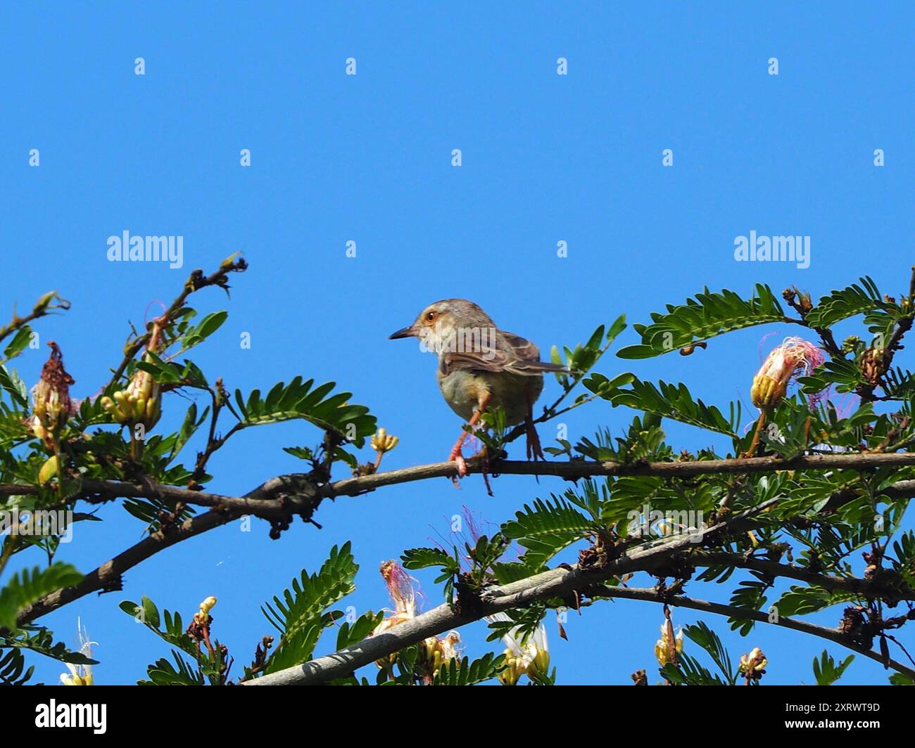 Plain prinia inornata aves hi-res stock photography and images - Alamy