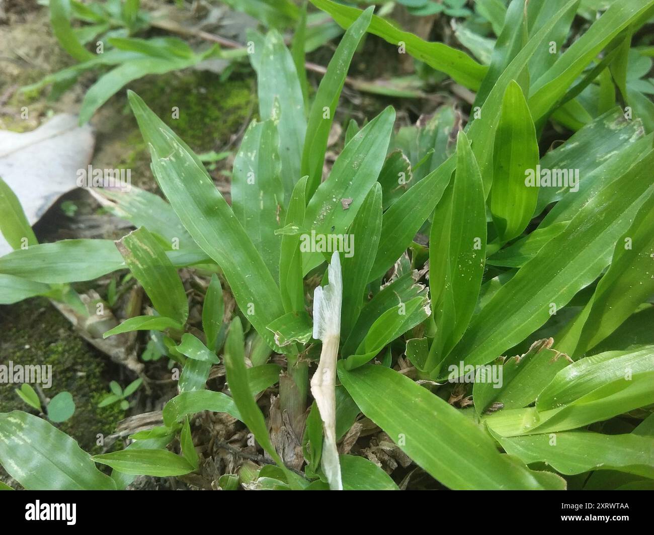 broadleaf carpetgrass (Axonopus compressus) Plantae Stock Photo - Alamy