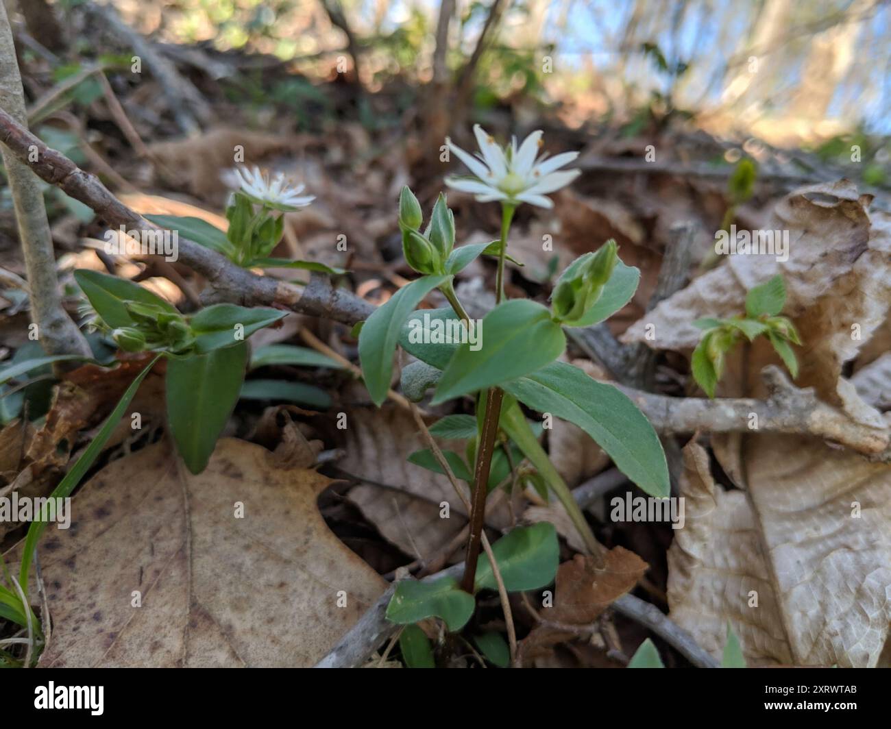 star chickweed (Stellaria pubera) Plantae Stock Photo - Alamy