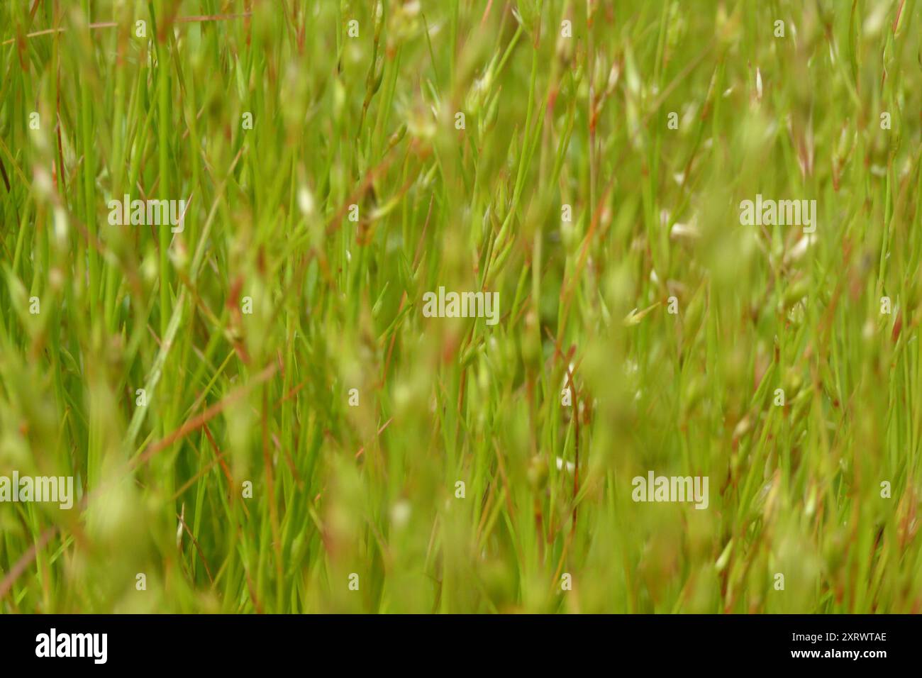 Toad rush (Juncus bufonius) Plantae Stock Photo - Alamy