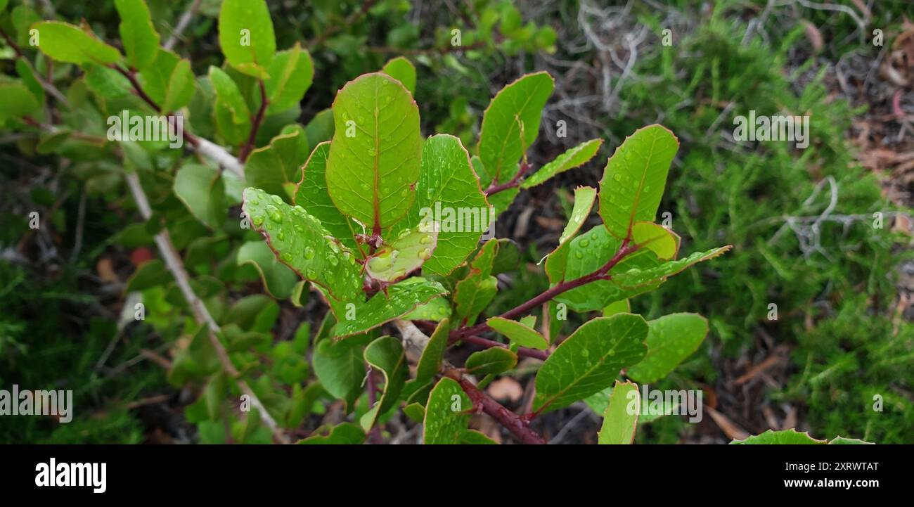 lemonade berry (Rhus integrifolia) Plantae Stock Photo - Alamy