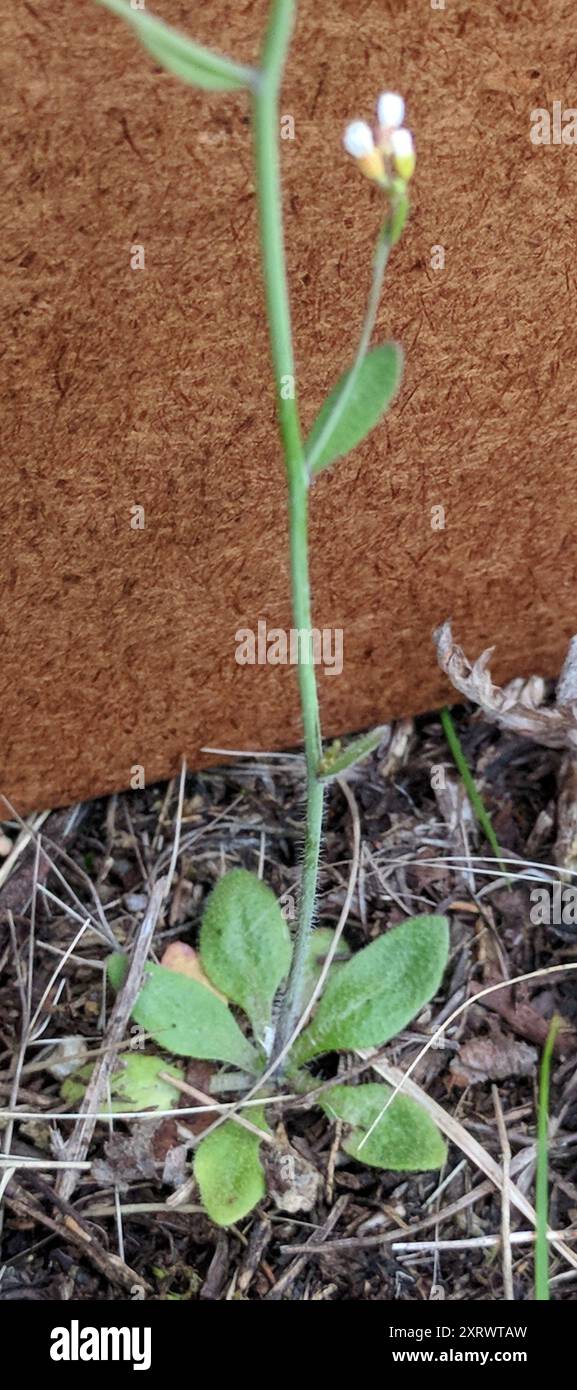 mouse-ear cress (Arabidopsis thaliana) Plantae Stock Photo - Alamy