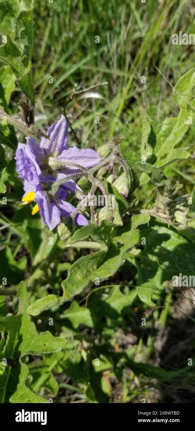 western horsenettle (Solanum dimidiatum) Plantae Stock Photo - Alamy