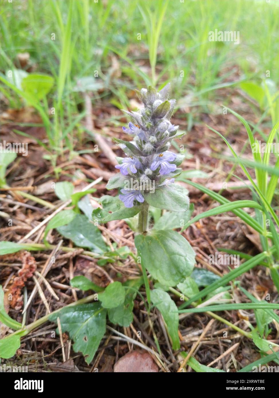 carpet bugle (Ajuga reptans) Plantae Stock Photo - Alamy