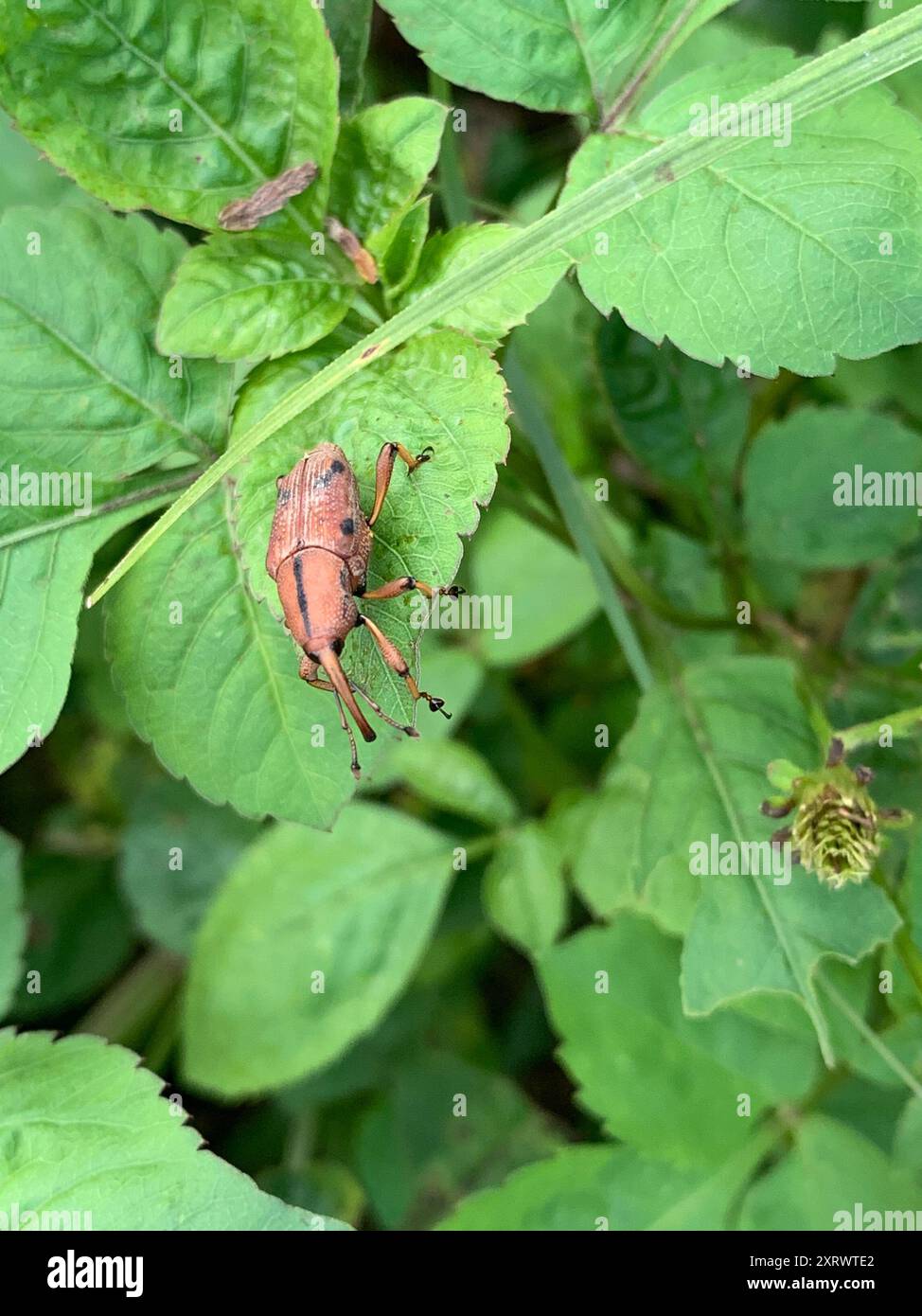 (Metaprodioctes formosanus) Insecta Stock Photo - Alamy