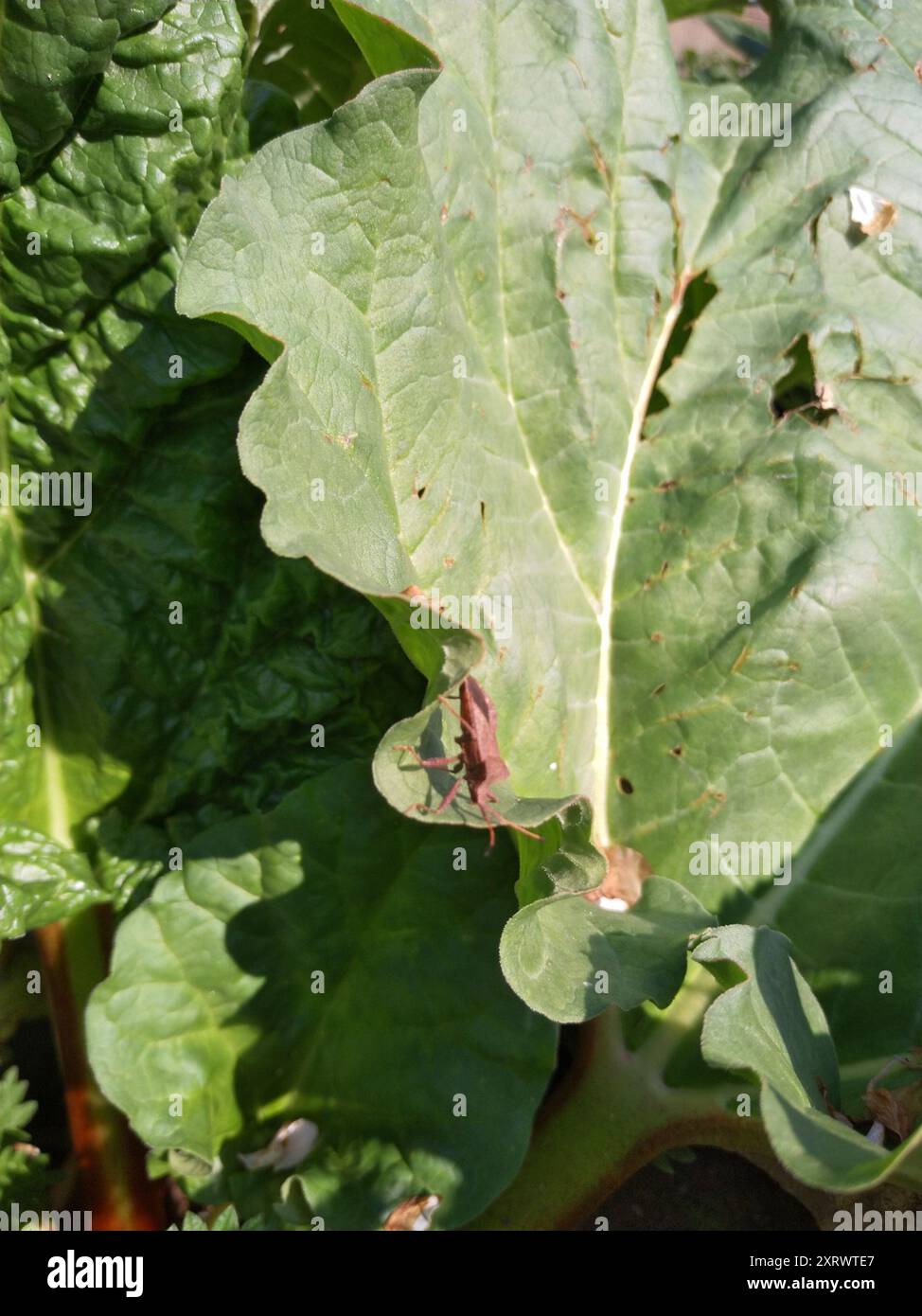 Dock Bug (Coreus marginatus) Insecta Stock Photo - Alamy