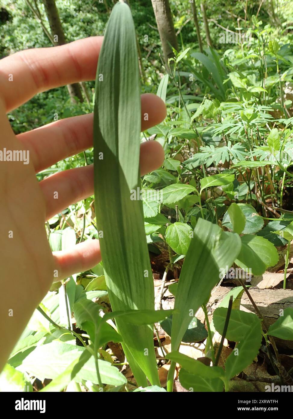 monocots (Liliopsida) Plantae Stock Photo - Alamy