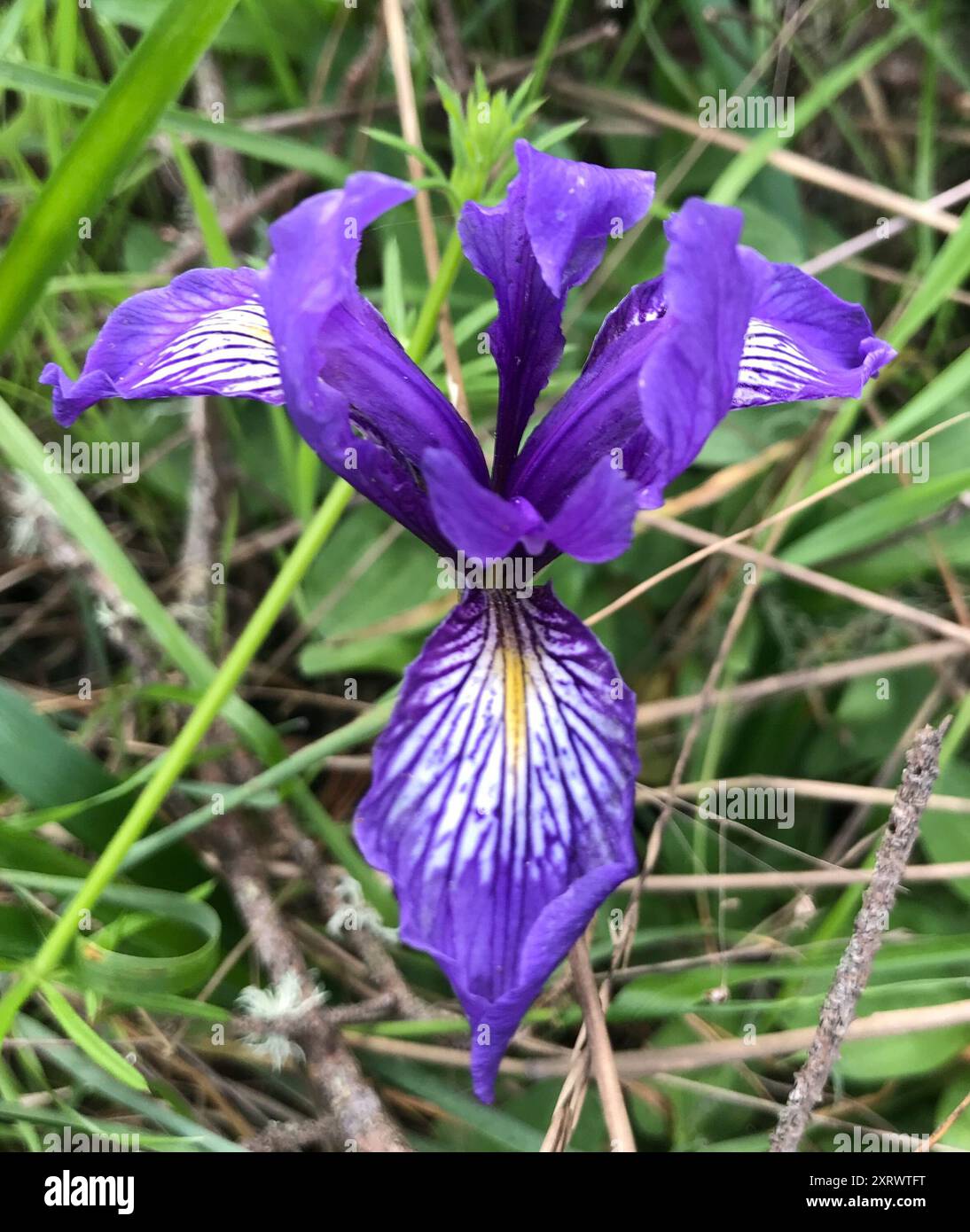 Douglas iris (Iris douglasiana) Plantae Stock Photo - Alamy