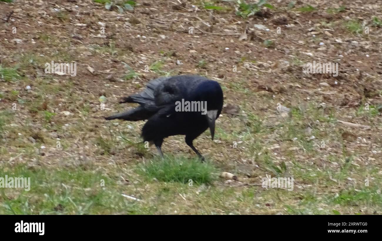 Rook (Corvus frugilegus) Aves Stock Photo - Alamy