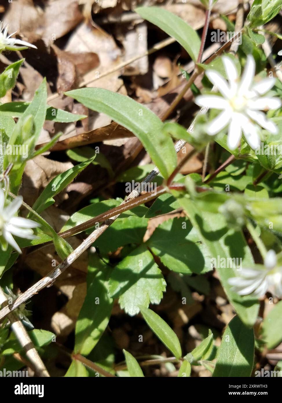 star chickweed (Stellaria pubera) Plantae Stock Photo - Alamy