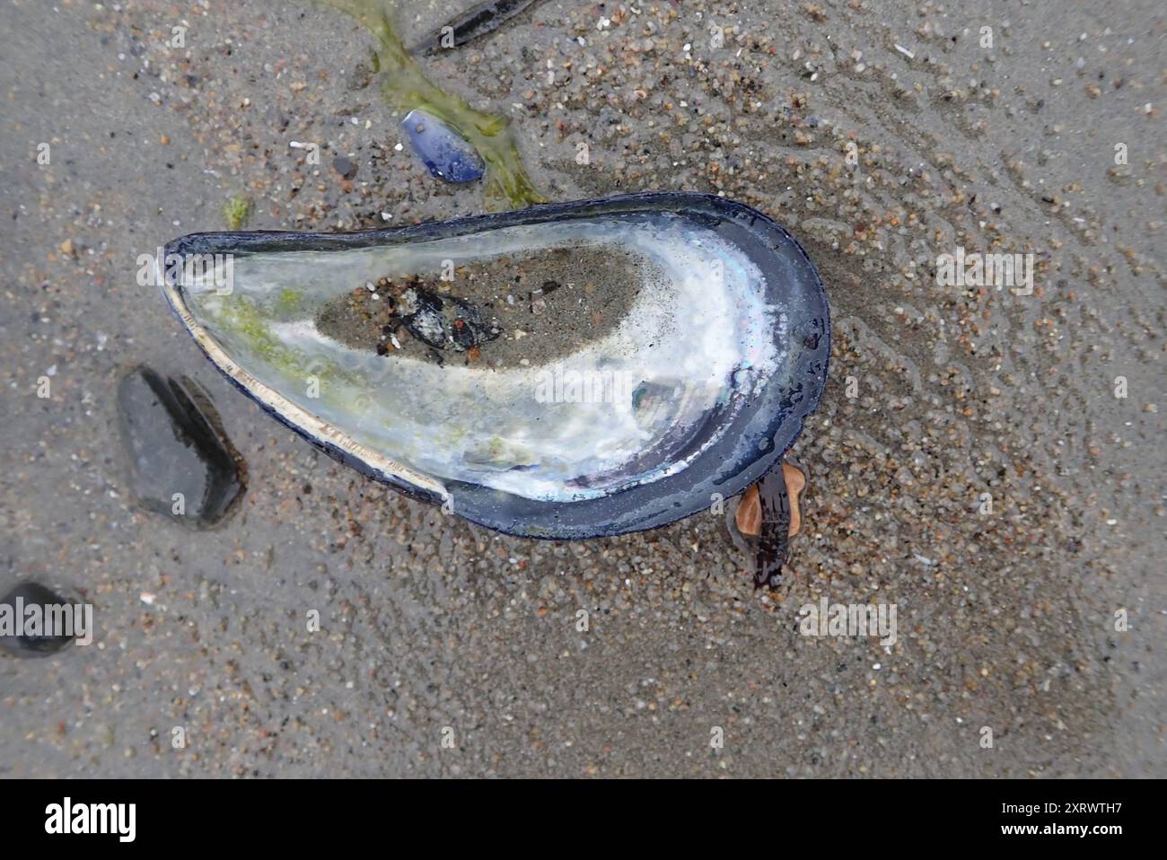 Blue Mussel (Mytilus edulis) Mollusca Stock Photo - Alamy