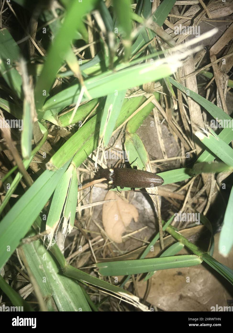 Headlight Beetles (Pyrophorini) Insecta Stock Photo - Alamy