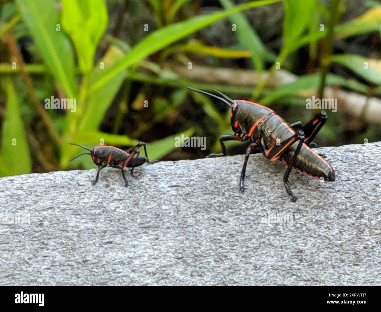 Eastern Lubber Grasshopper (Romalea microptera) Insecta Stock Photo - Alamy