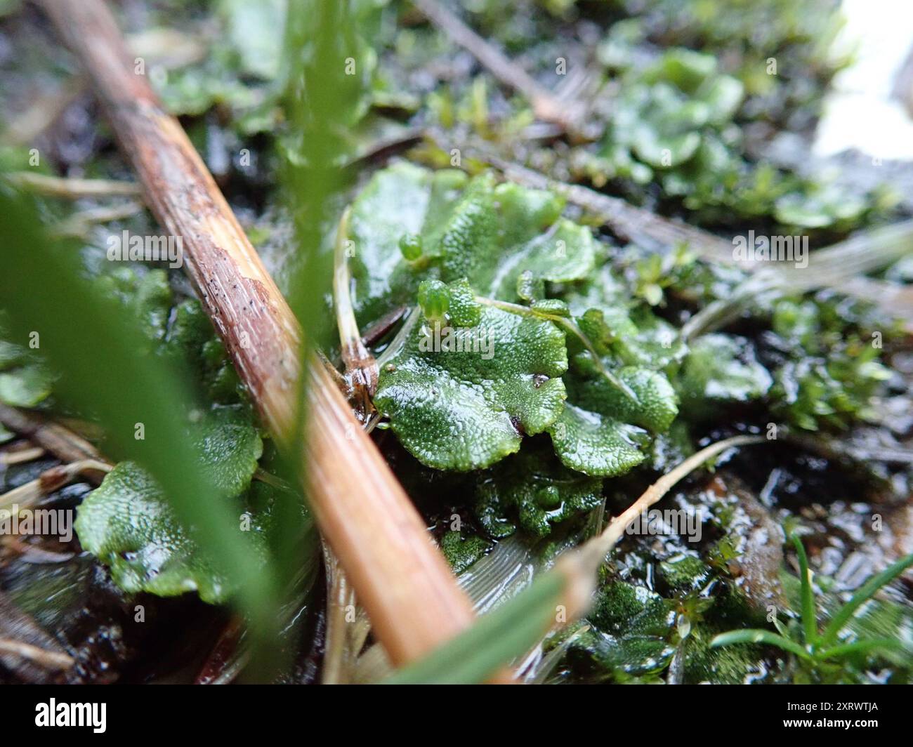 Common Liverwort (Marchantia polymorpha) Plantae Stock Photo - Alamy