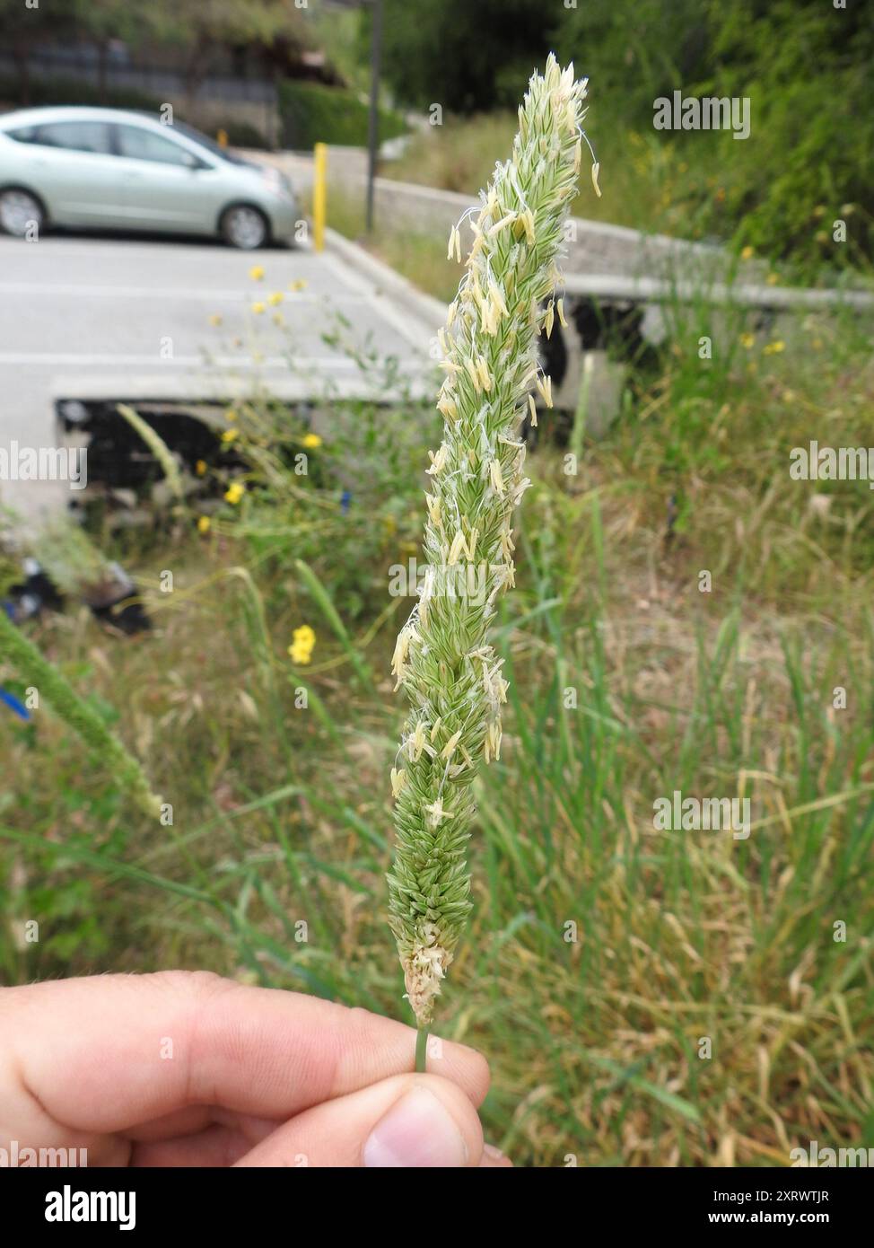 harding grass (Phalaris aquatica) Plantae Stock Photo - Alamy