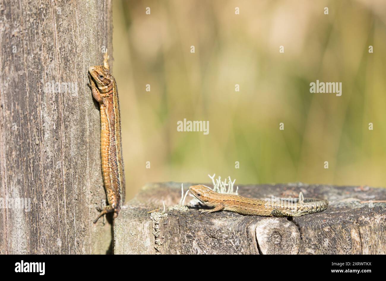 Viviparous lizard yorkshire hi-res stock photography and images - Alamy